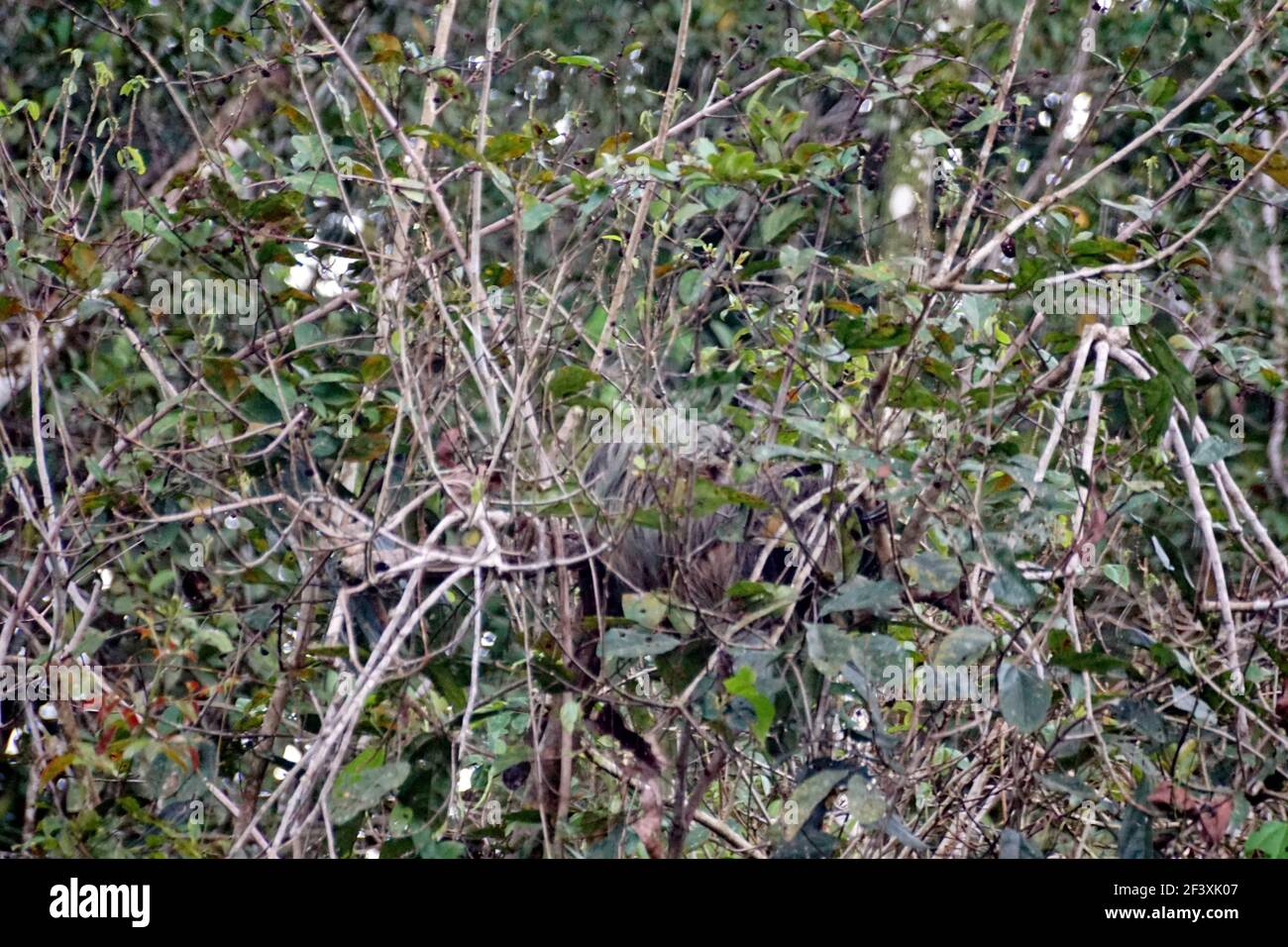 Faultier in einem Baum im Cuyabeno Wildlife Reserve außerhalb des Lago ...