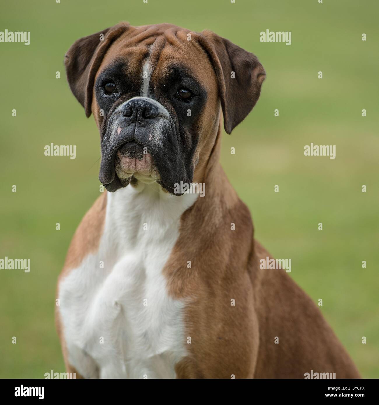 Ears Uncropped Stockfotos und -bilder Kaufen - Alamy