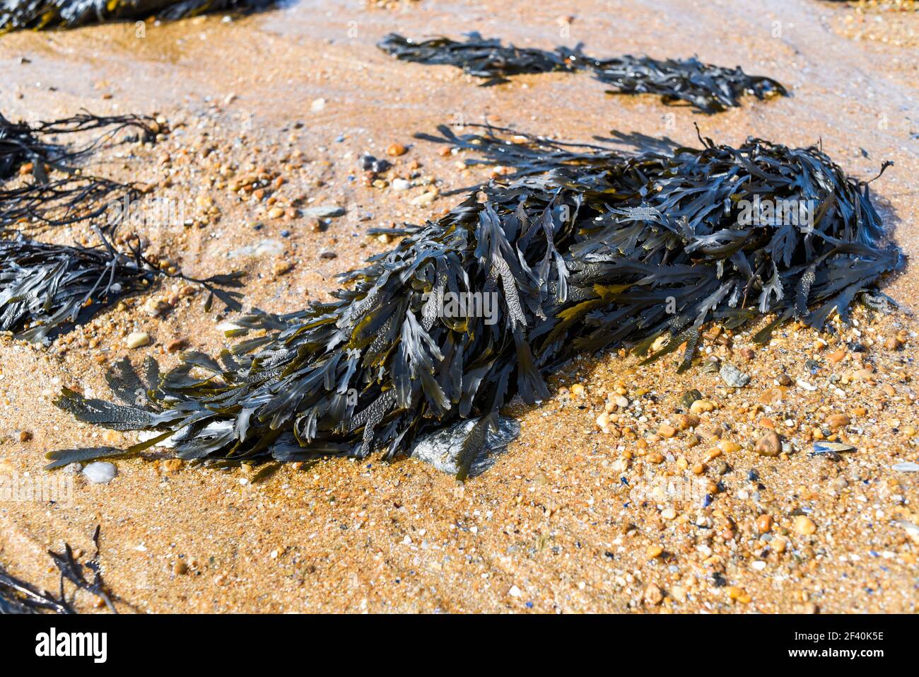 Blasentang fucus vesiculosus am sandstrand -Fotos und -Bildmaterial in ...