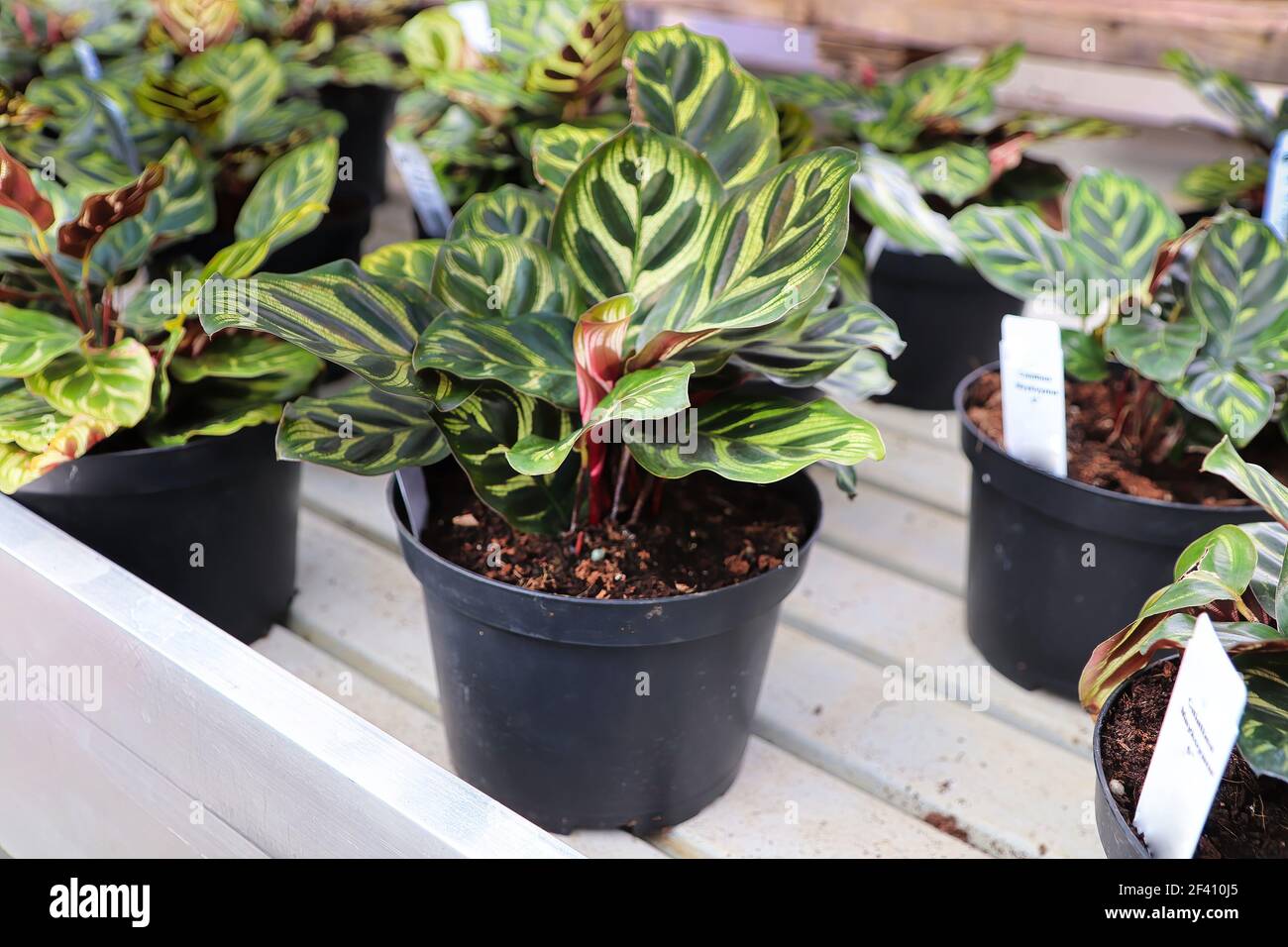 Calathea makoyana -Fotos und -Bildmaterial in hoher Auflösung – Alamy