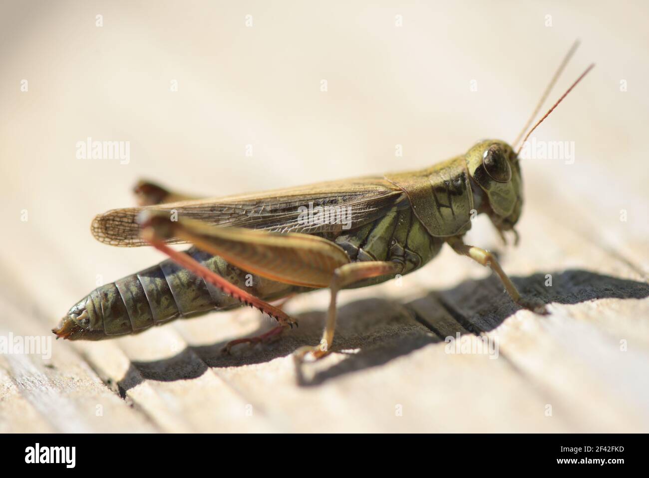 Holzbraune heuschrecke Stockfotos und -bilder Kaufen - Alamy