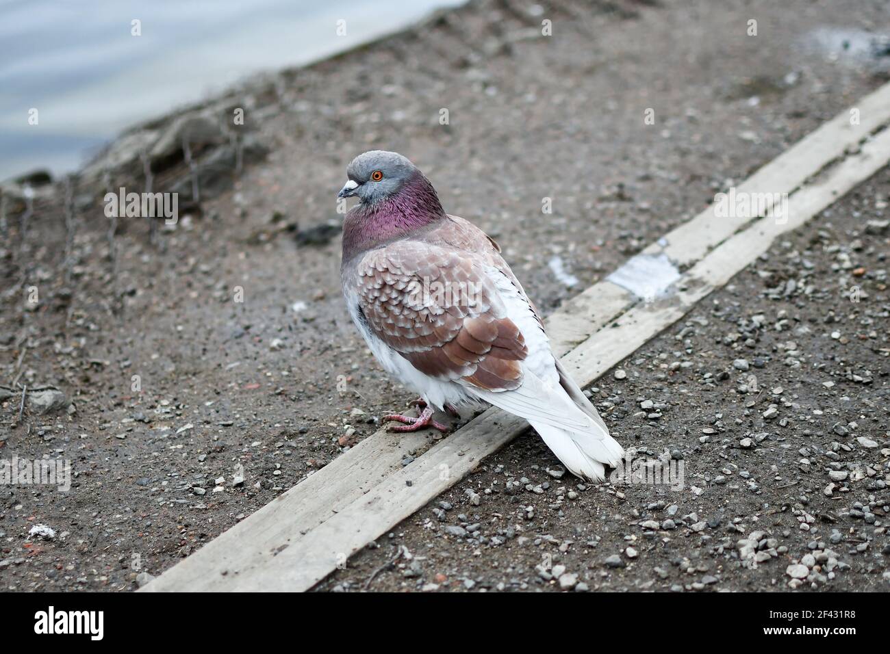 Wilde taube columba livia haustaube -Fotos und -Bildmaterial in hoher ...