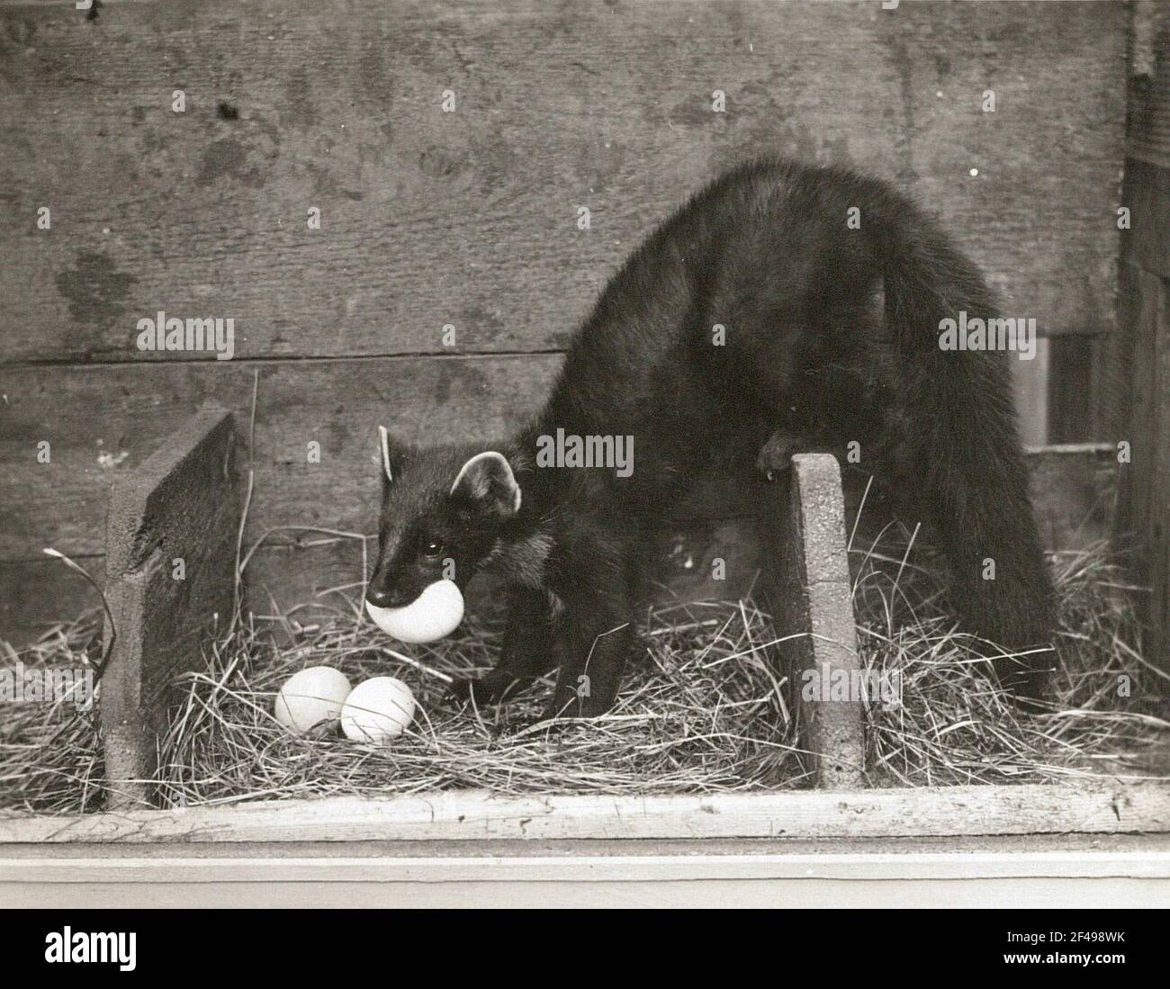 Rauben -Fotos und -Bildmaterial in hoher Auflösung – Alamy