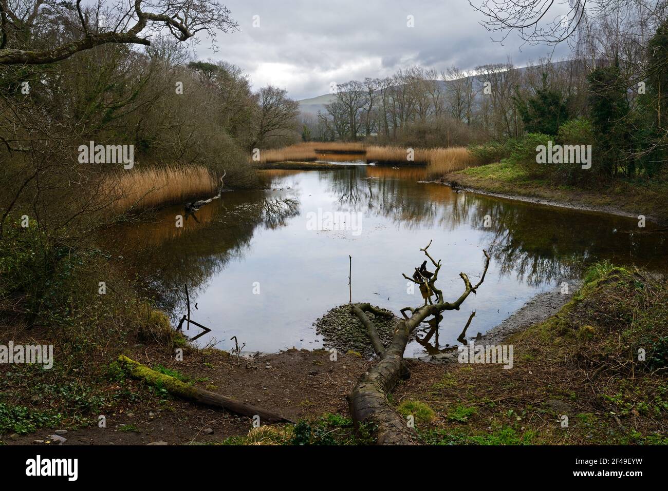 Wales wildtiere -Fotos und -Bildmaterial in hoher Auflösung – Alamy
