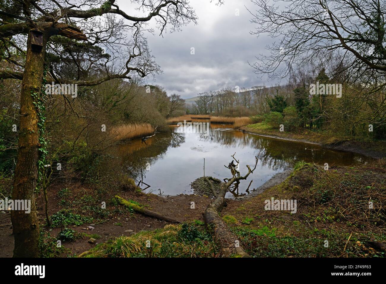Wales wildtiere -Fotos und -Bildmaterial in hoher Auflösung – Alamy