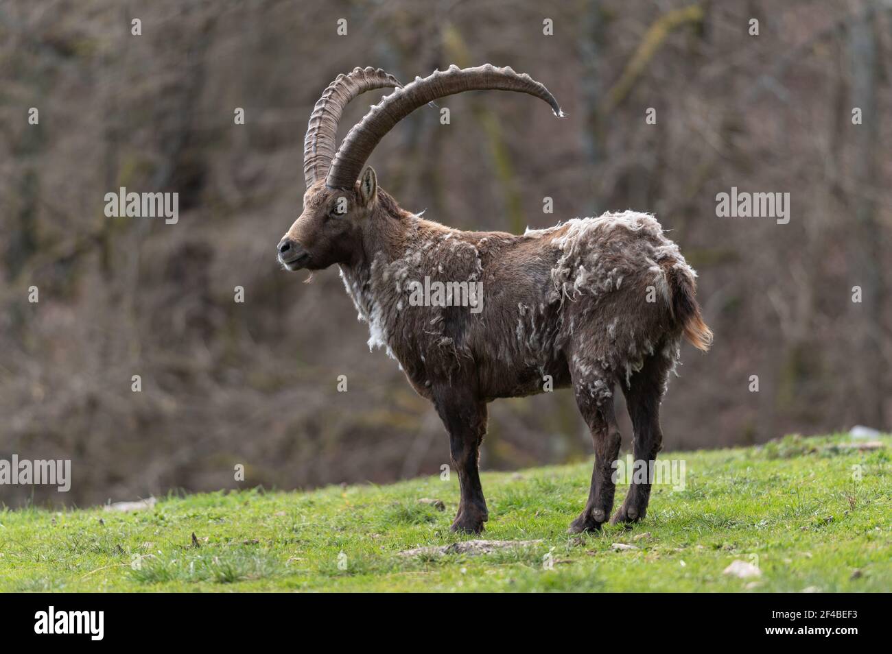 Steinbock lebensraum -Fotos und -Bildmaterial in hoher Auflösung – Alamy