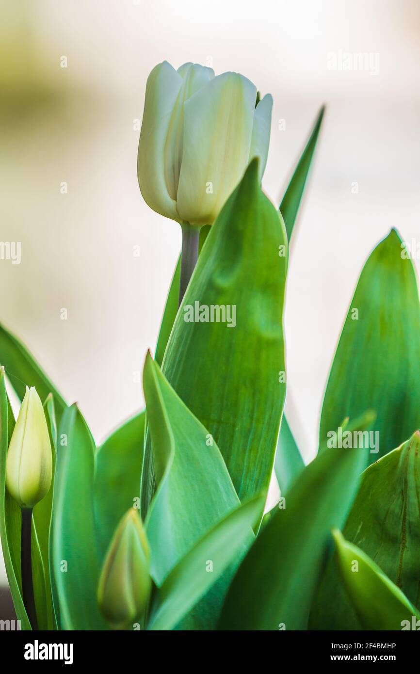 Bio blumenzucht -Fotos und -Bildmaterial in hoher Auflösung – Alamy