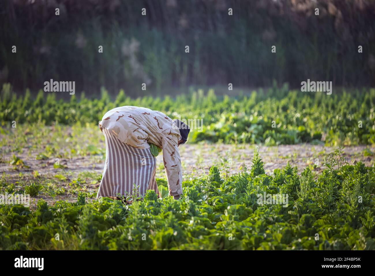 Saudi ehemaliger -Fotos und -Bildmaterial in hoher Auflösung – Alamy