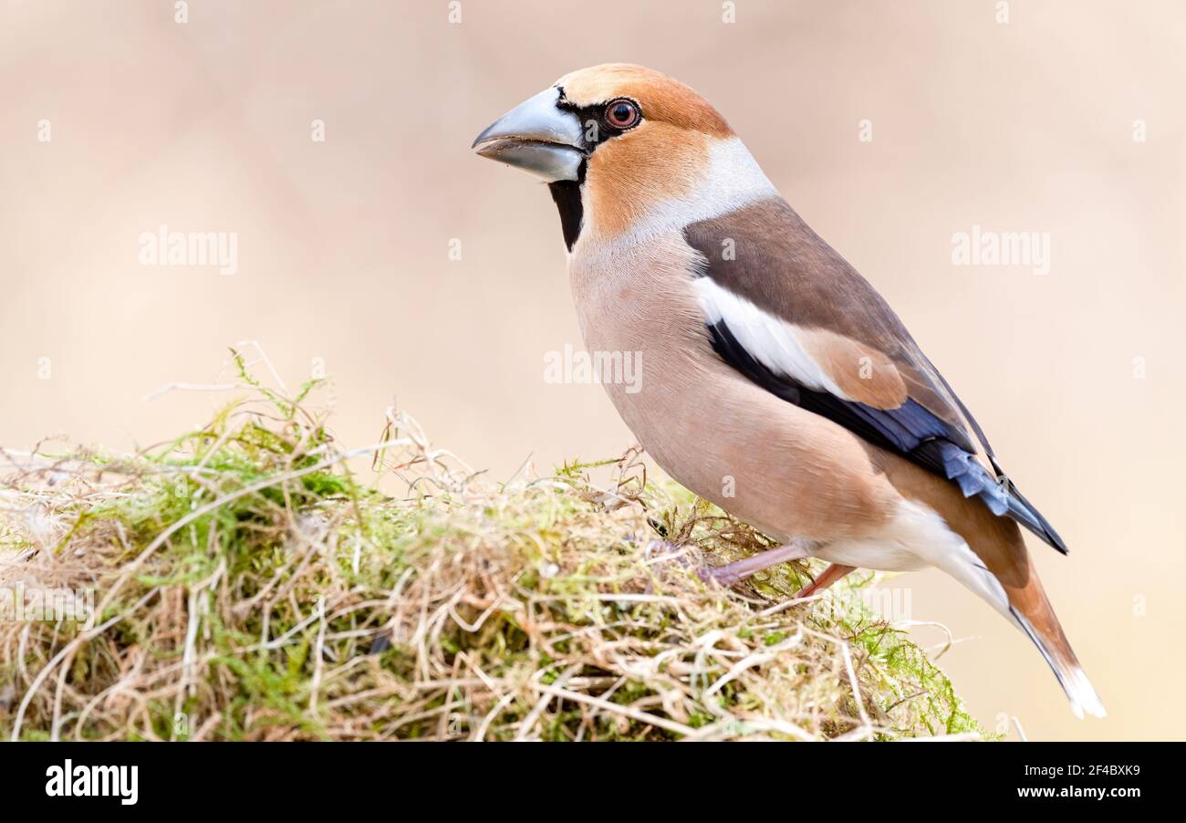 Kernbeisser, Natur, wild lebende Tiere, Tier, Robin, finch, wild, Vogel ...