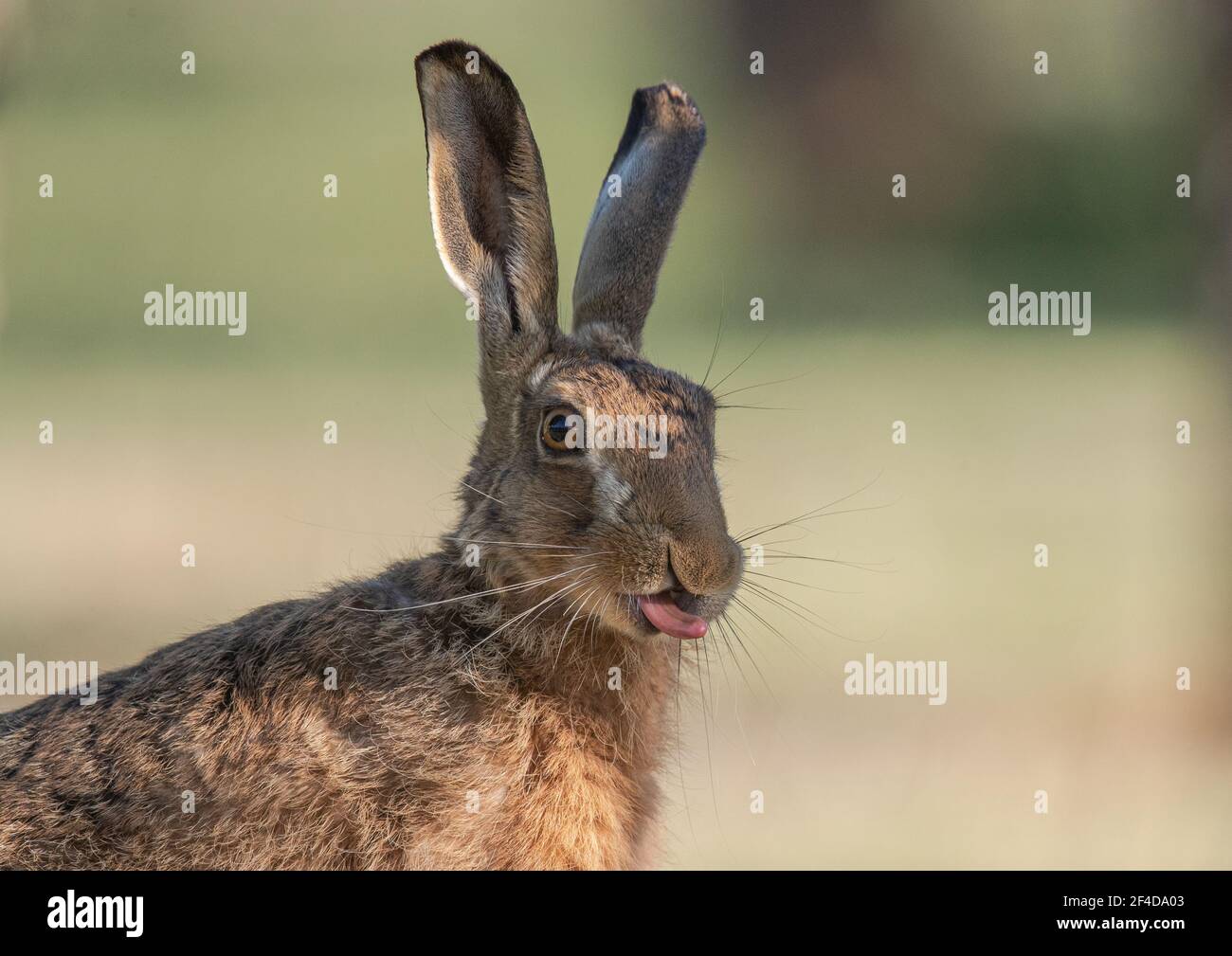 Mit Der Zunge Raus Stockfotos und -bilder Kaufen - Alamy