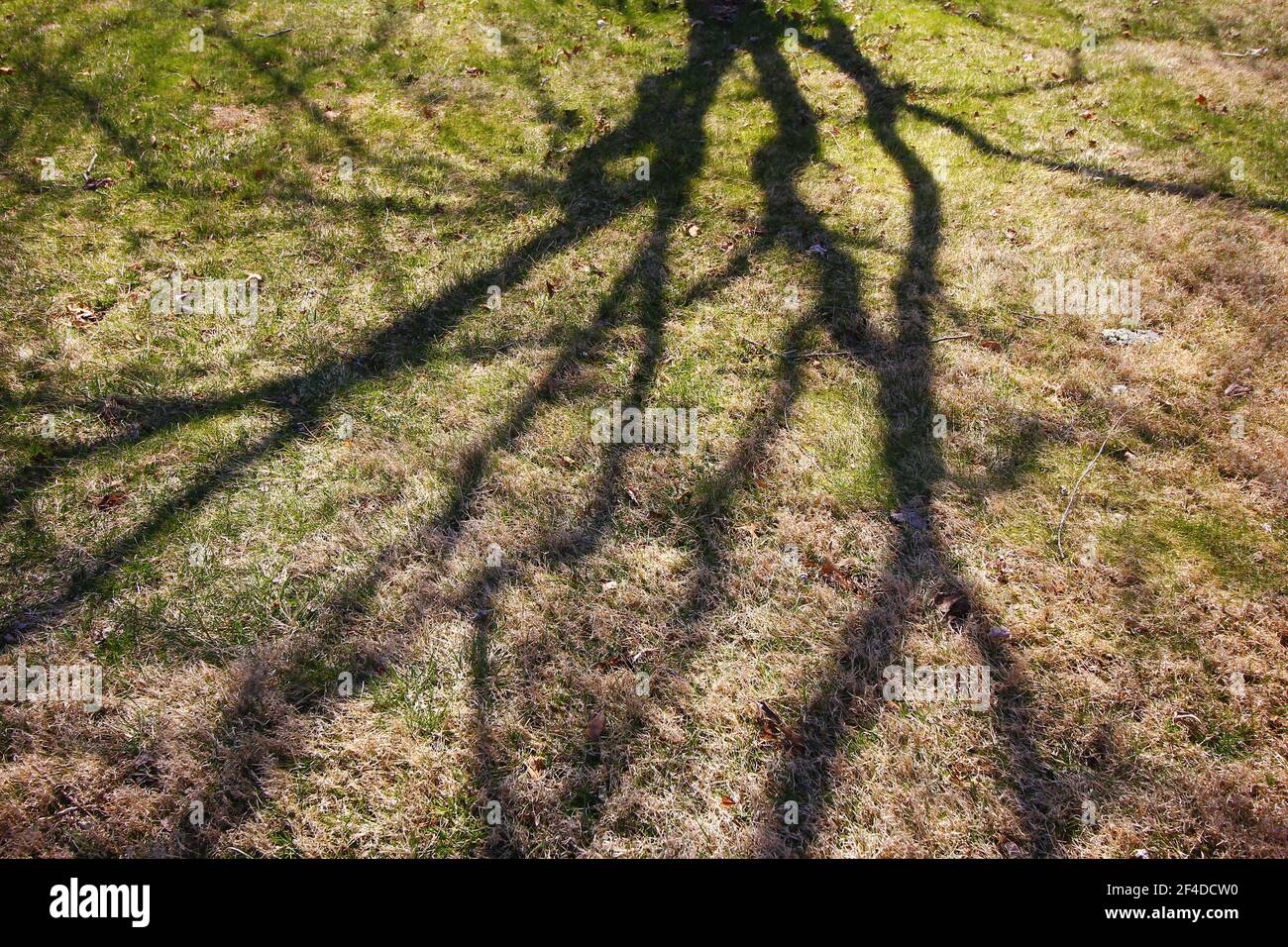 Baum schatten auf gras -Fotos und -Bildmaterial in hoher Auflösung – Alamy
