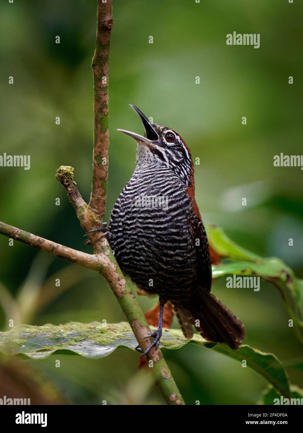 Riverside Wren - Cantorchilus semibadius Vogelarten in der Familie ... Riverside Wren - Cantorchilus semibadius Vogelarten in der Familie ...