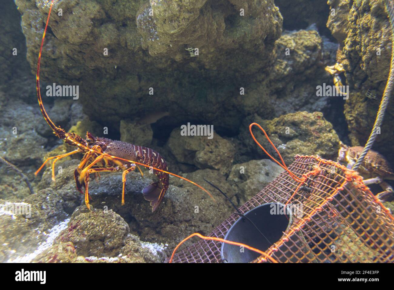 Leben hummer -Fotos und -Bildmaterial in hoher Auflösung – Alamy