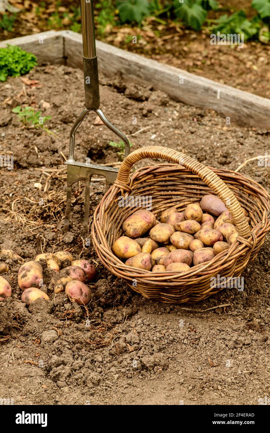 Wunderschne Kartoffeln Zweimal Ernten Fotos
