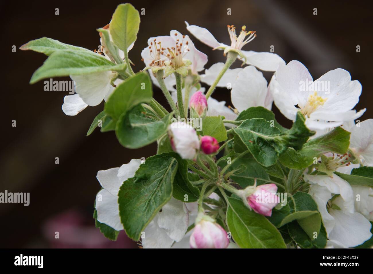 Apfelbaum in blute -Fotos und -Bildmaterial in hoher Auflösung – Alamy