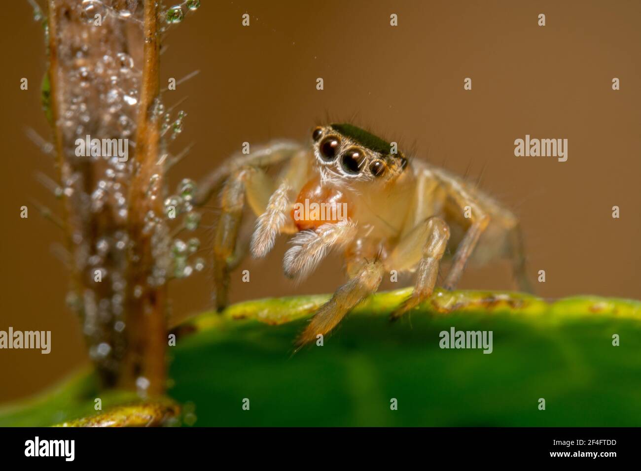 Springende spinne in der natur -Fotos und -Bildmaterial in hoher ...