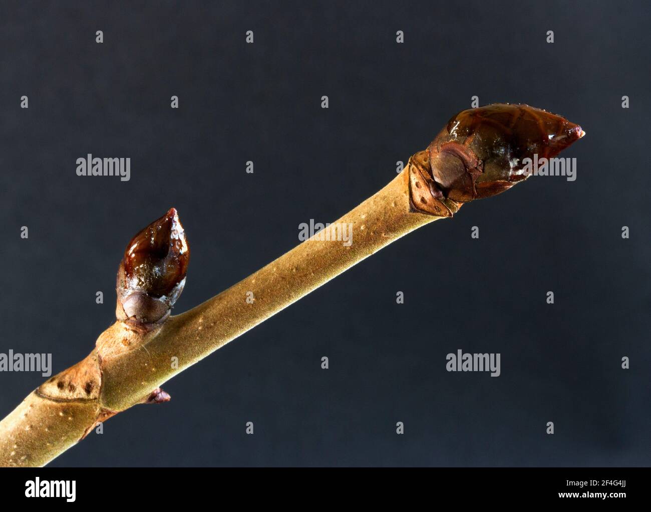 Klebrige knospe -Fotos und -Bildmaterial in hoher Auflösung – Alamy