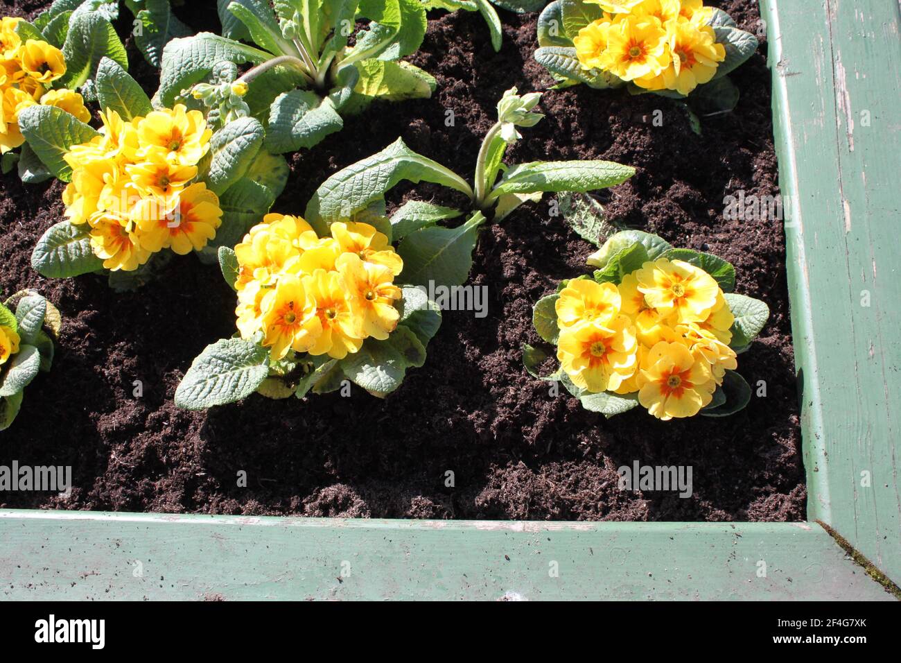 Primeln, die sich im sonnenschein aalen -Fotos und -Bildmaterial in ...