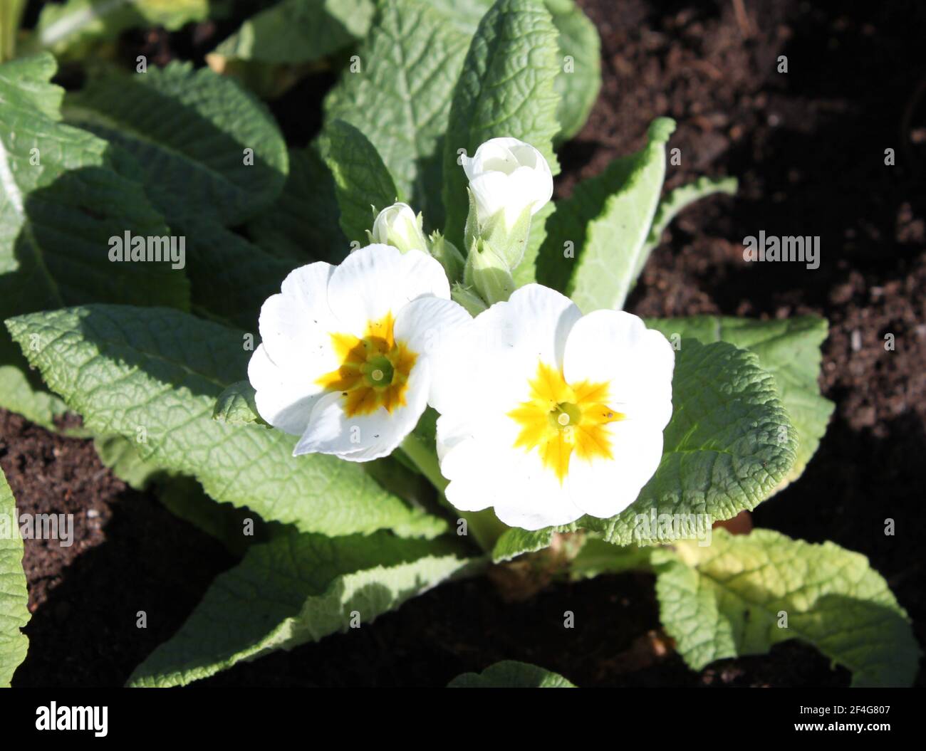 Primeln, die sich im sonnenschein aalen -Fotos und -Bildmaterial in ...