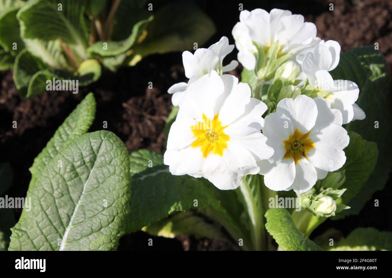 Primeln, die sich im sonnenschein aalen -Fotos und -Bildmaterial in ...