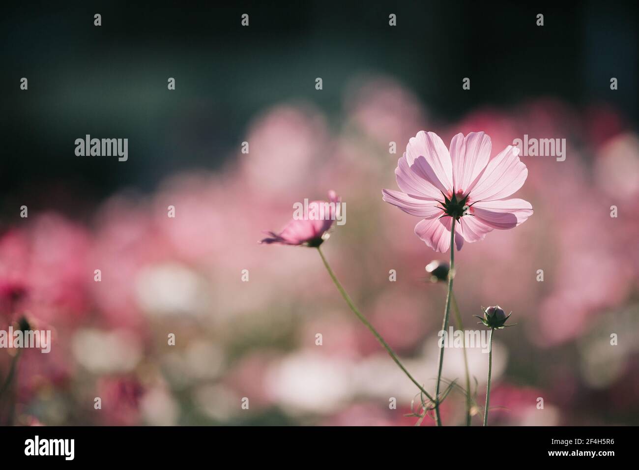 Kosmos feld -Fotos und -Bildmaterial in hoher Auflösung – Alamy