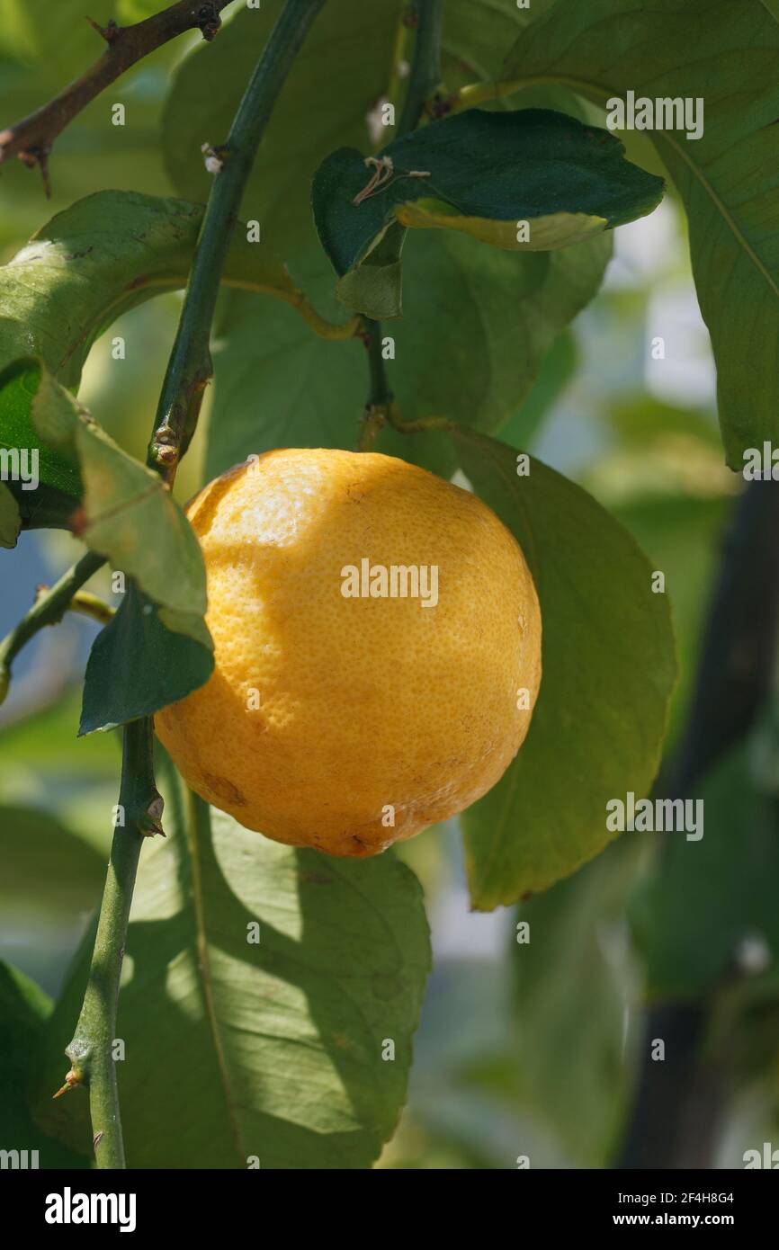 Bunte eureka zitrone -Fotos und -Bildmaterial in hoher Auflösung – Alamy