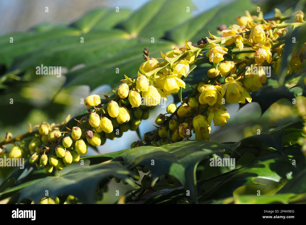 Japan mahonia -Fotos und -Bildmaterial in hoher Auflösung – Alamy