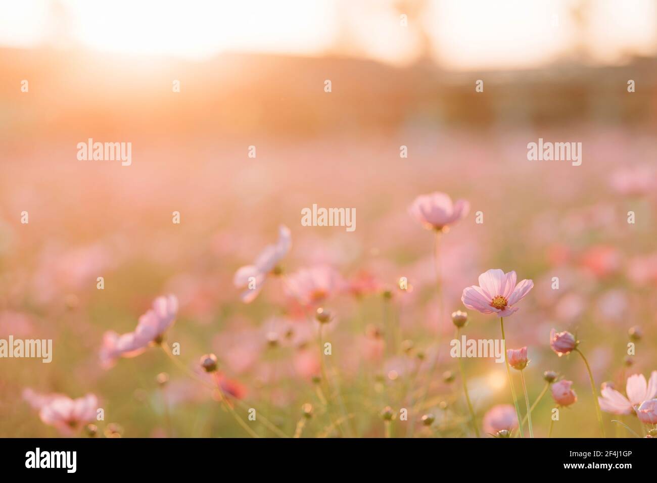 Kosmos blumenfeld -Fotos und -Bildmaterial in hoher Auflösung – Alamy