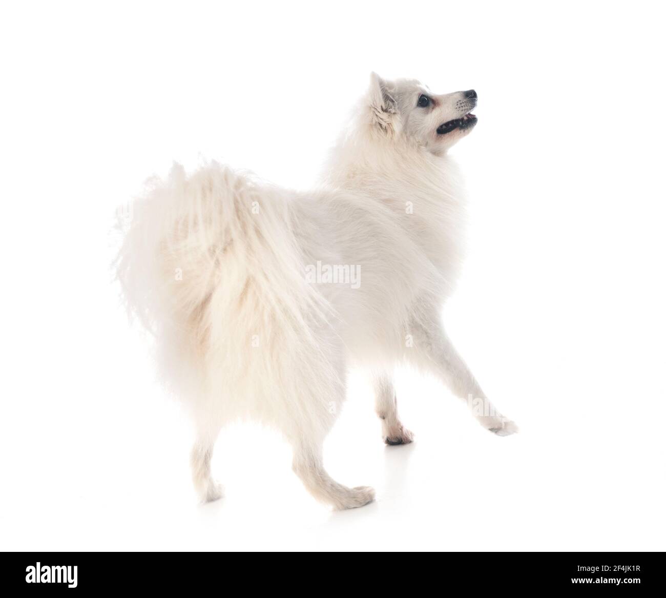 Japanischer spitz -Fotos und -Bildmaterial in hoher Auflösung – Alamy