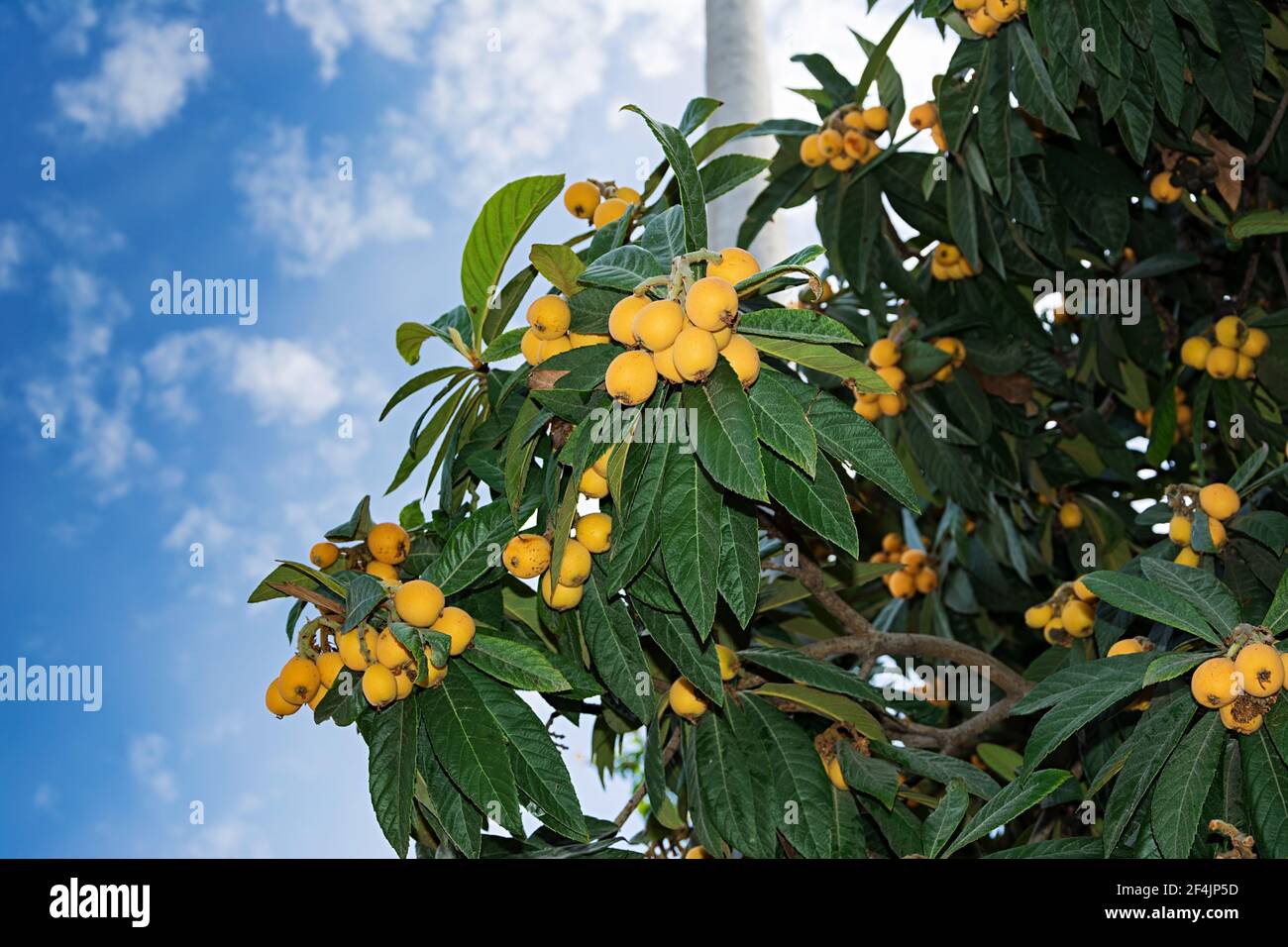 Mispel hintergrund -Fotos und -Bildmaterial in hoher Auflösung – Alamy