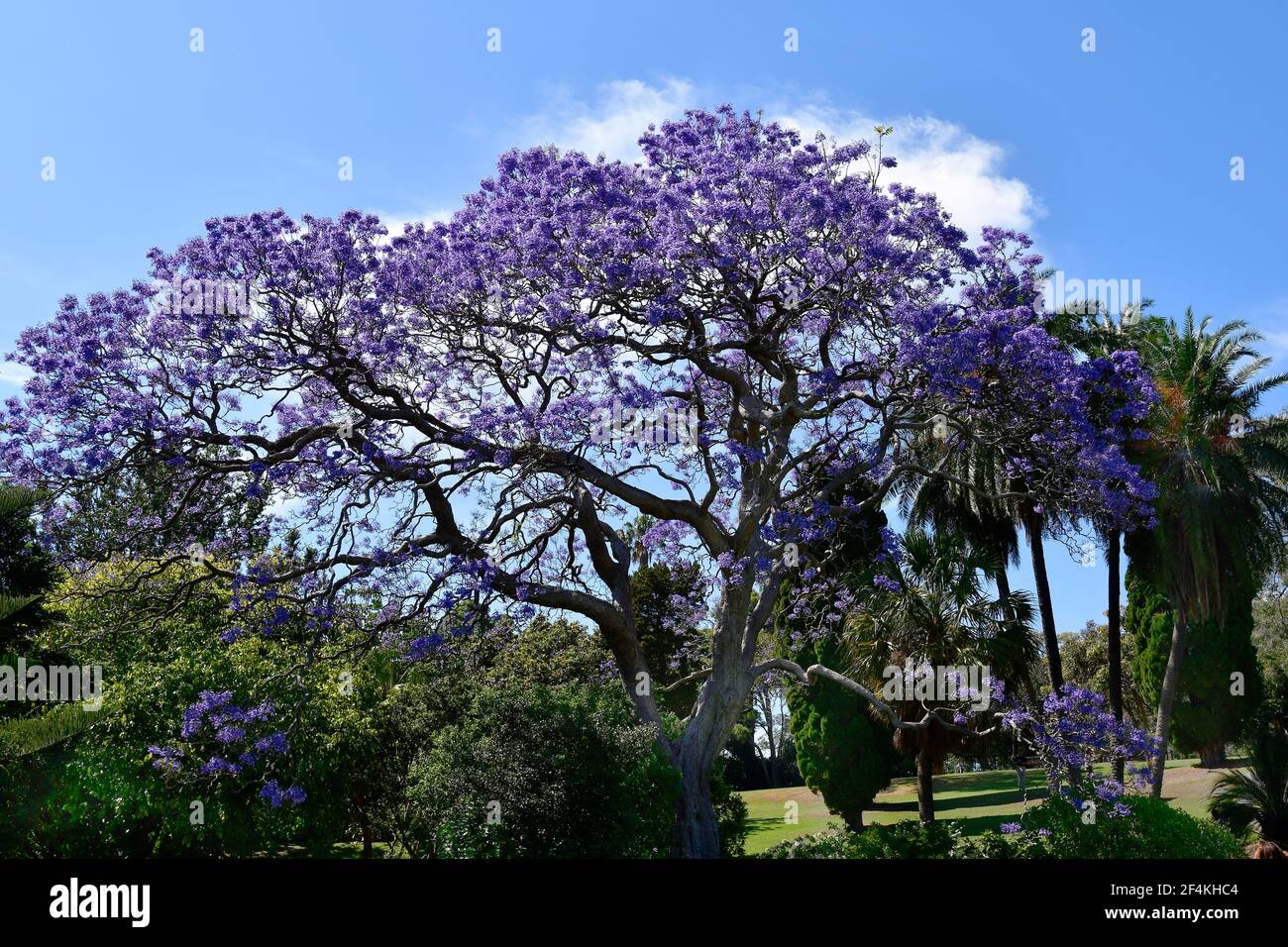 Flowering jacaranda tree -Fotos und -Bildmaterial in hoher Auflösung ...