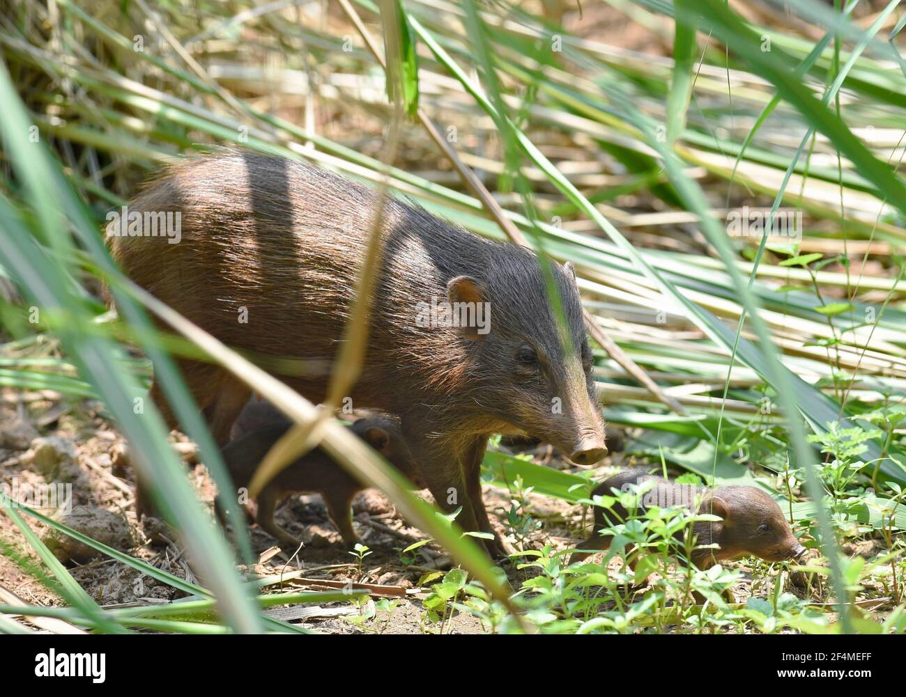 Pygmy hog -Fotos und -Bildmaterial in hoher Auflösung – Alamy