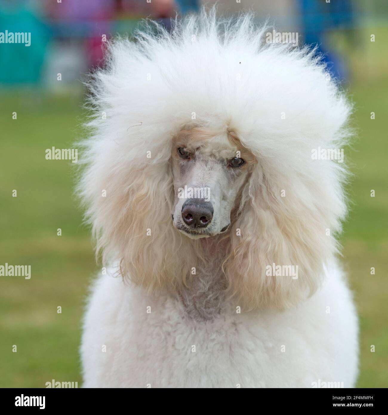 Standard zeigen -Fotos und -Bildmaterial in hoher Auflösung – Alamy