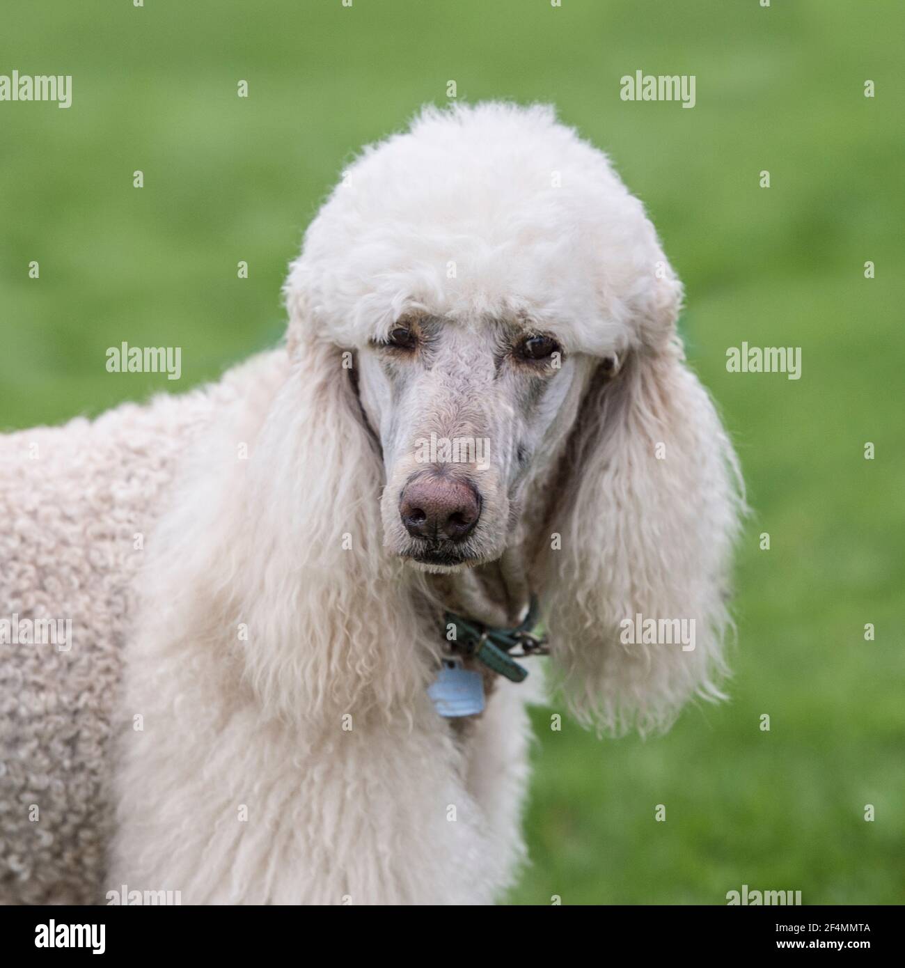 Kopf standard -Fotos und -Bildmaterial in hoher Auflösung – Alamy
