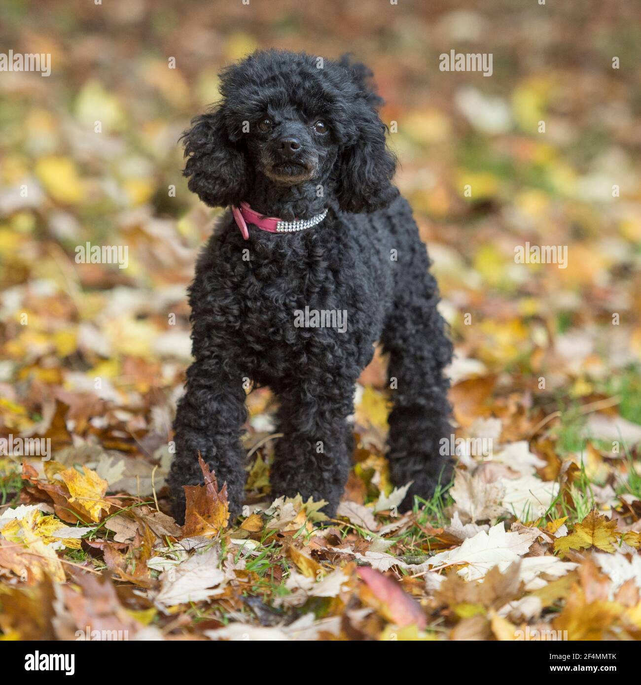 Toy Poodle Stockfotos und -bilder Kaufen - Alamy