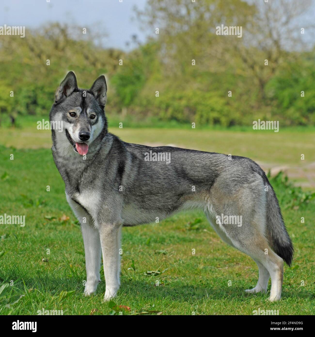 Rasse von husky -Fotos und -Bildmaterial in hoher Auflösung – Alamy