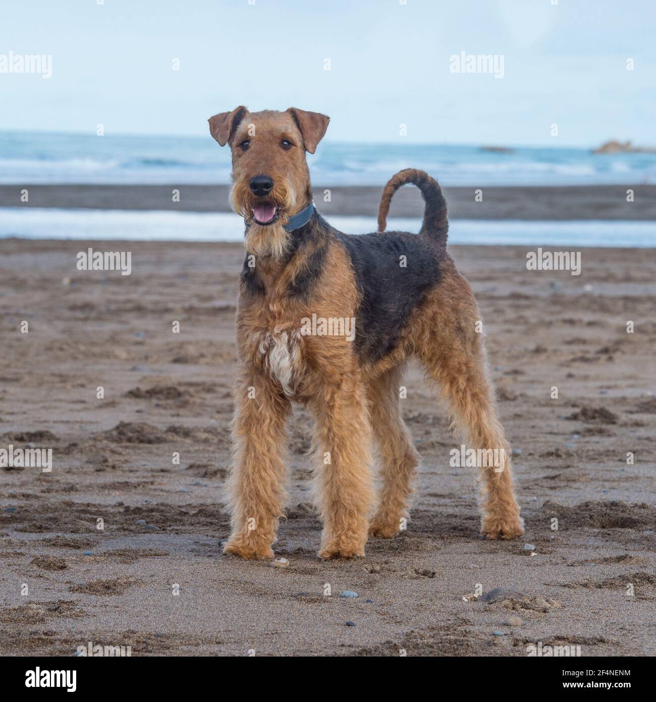 Airedale terrier -Fotos und -Bildmaterial in hoher Auflösung – Alamy
