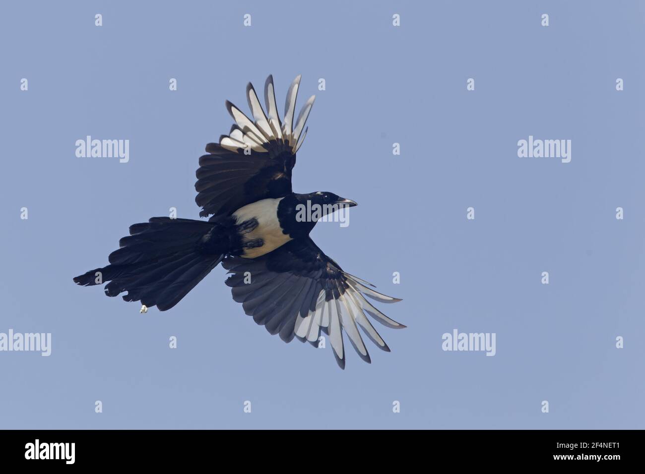 British wildlife nature reserve uk elster -Fotos und -Bildmaterial in ...