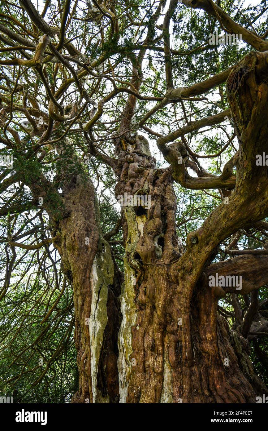 Zweitausend jahre alter baum -Fotos und -Bildmaterial in hoher ...