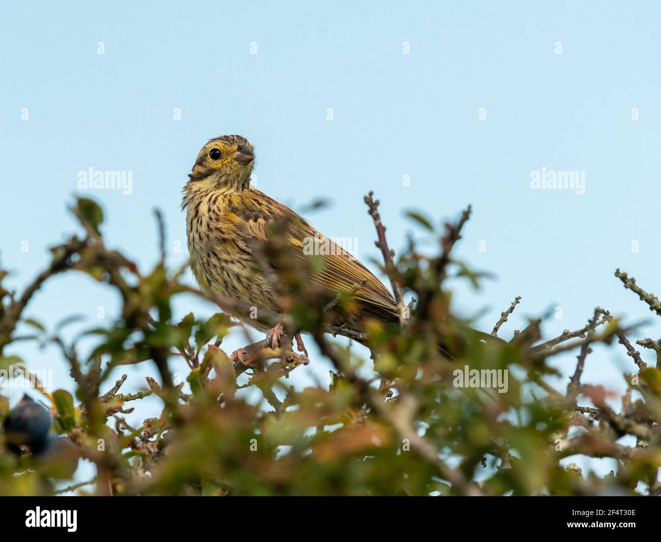 Sommer Ammer Stockfotos und -bilder Kaufen - Alamy