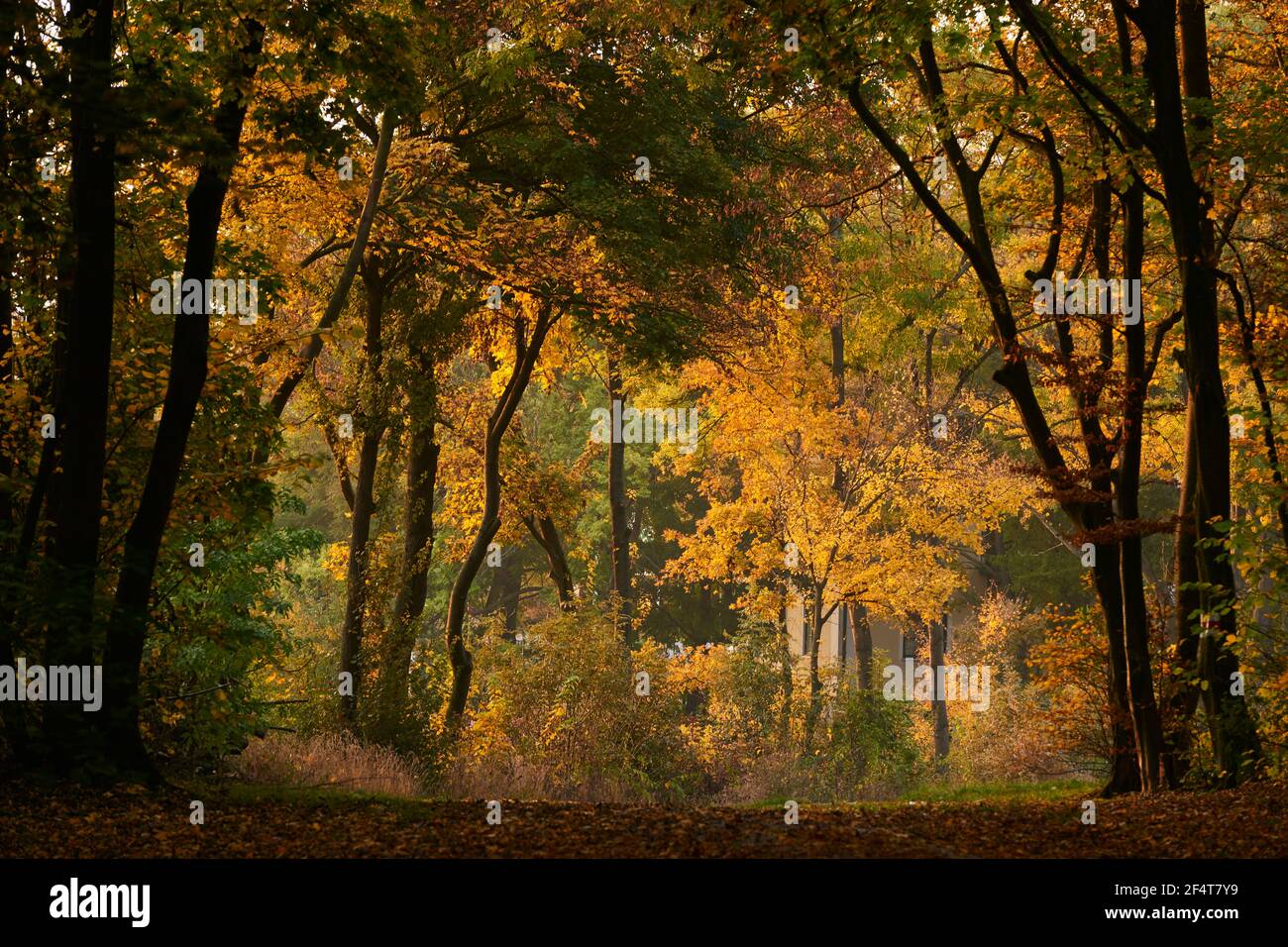 Im wienerwald -Fotos und -Bildmaterial in hoher Auflösung – Alamy