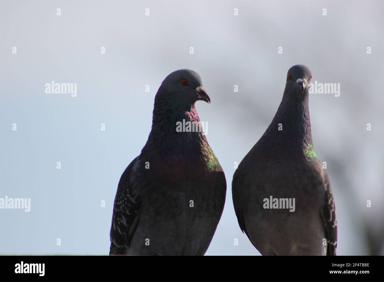 Tauben tier -Fotos und -Bildmaterial in hoher Auflösung – Alamy