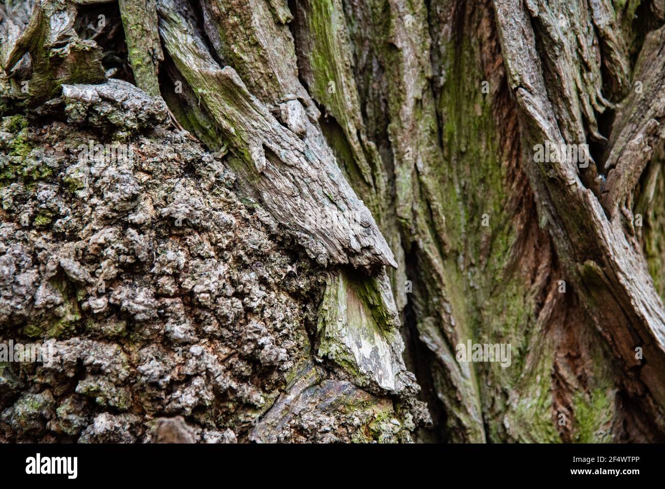 Rinde herbst -Fotos und -Bildmaterial in hoher Auflösung – Alamy