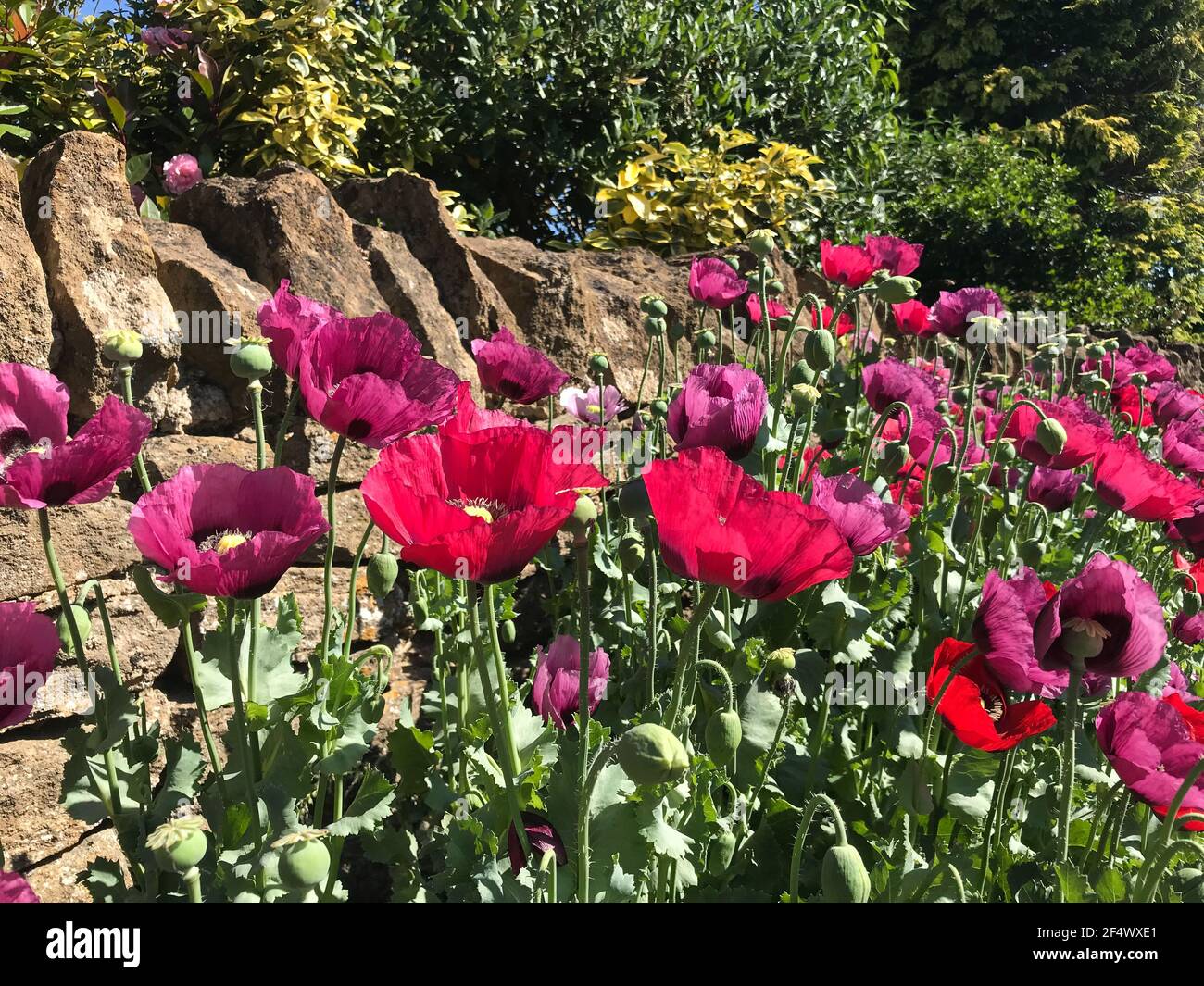 Lila mohnblumen -Fotos und -Bildmaterial in hoher Auflösung – Alamy