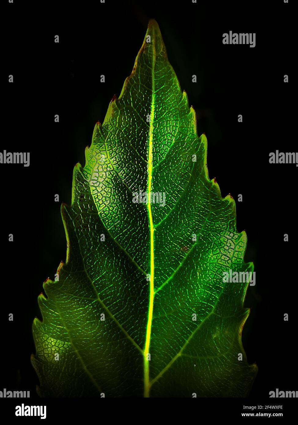 Oman ii Stockfotos und -bilder Kaufen - Alamy