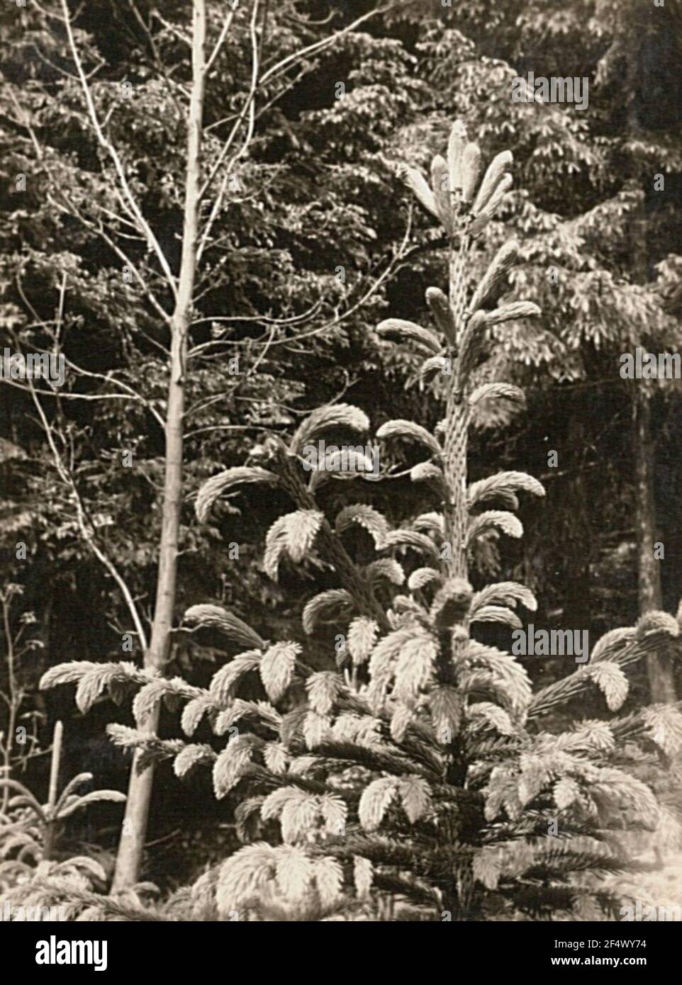 Gewöhnliche fichte -Fotos und -Bildmaterial in hoher Auflösung – Alamy