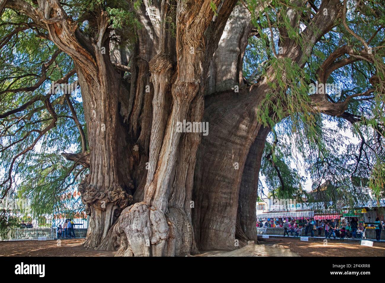 Tule Tree, 2000-jährige Montezuma Zypresse (Taxodium mucronatum) mit ...
