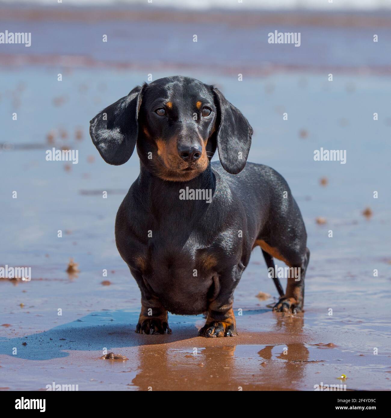 Dackel des tages -Fotos und -Bildmaterial in hoher Auflösung – Alamy