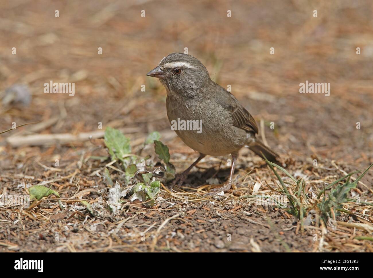 Crithagra tristriata -Fotos und -Bildmaterial in hoher Auflösung – Alamy