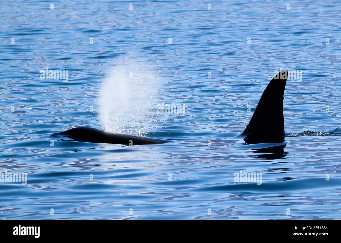 Atlantik killerwale Stockfotos und -bilder Kaufen - Alamy